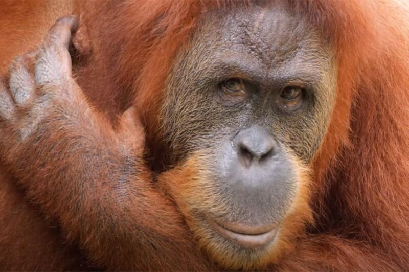 New Orleans: Audubon Zoo Ticket and Combination Option - What Makes the Zoo Special