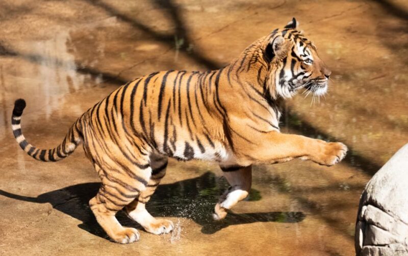 New Orleans: Audubon Zoo Ticket and Combination Option - The Louisiana Swamp and Native Wildlife