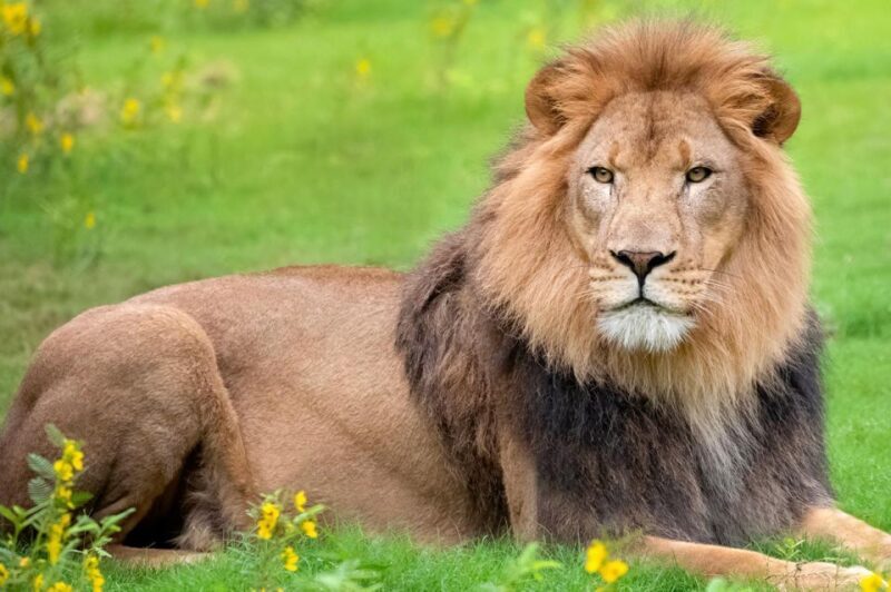 New Orleans: Audubon Zoo Ticket and Combination Option - Daily Demonstrations and Education
