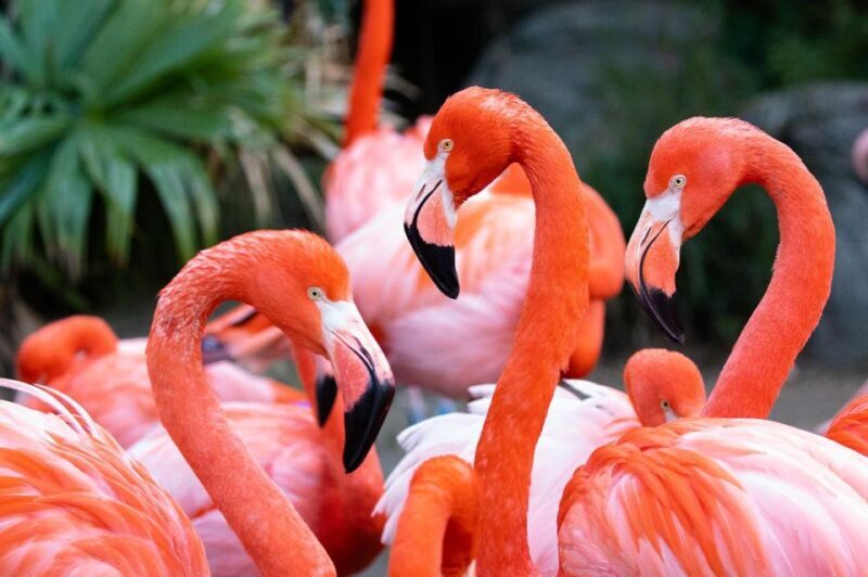 New Orleans: Audubon Zoo Ticket and Combination Option - The Combo Options and Additional Attractions