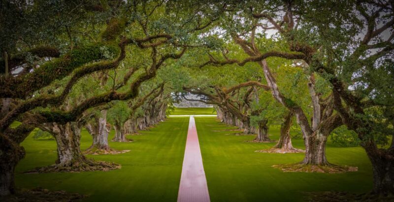 New Orleans: Bayou Swamp Tour and Oak Alley Plantation Tour - An In-Depth Look at the Experience