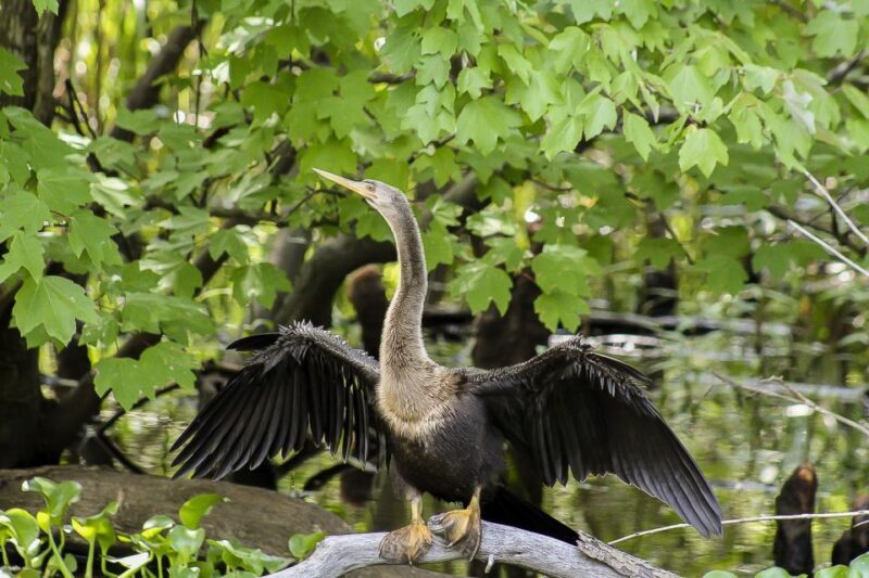 New Orleans: Bayou Swamp Tour and Oak Alley Plantation Tour - Key Points