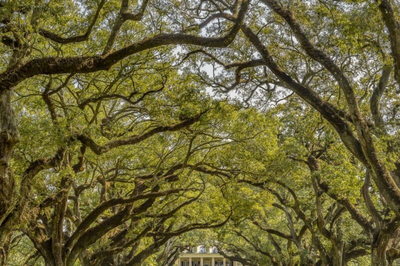 New Orleans: Bayou Swamp Tour and Oak Alley Plantation Tour - An In-Depth Look at the Tour Experience