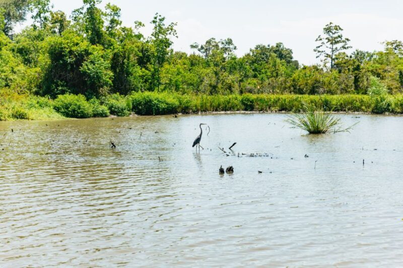 New Orleans: Bayou Tour in Jean Lafitte National Park - An Honest Overview of the Swamp Adventure