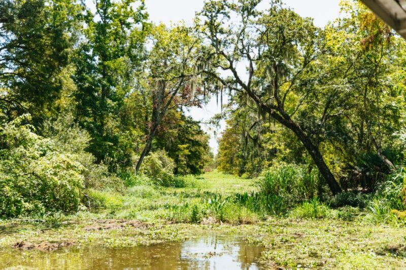 New Orleans: Bayou Tour in Jean Lafitte National Park - Who Would Love This Experience?