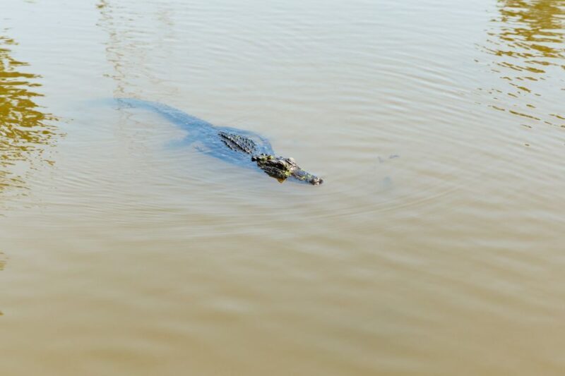 New Orleans: Bayou Tour in Jean Lafitte National Park - FAQ