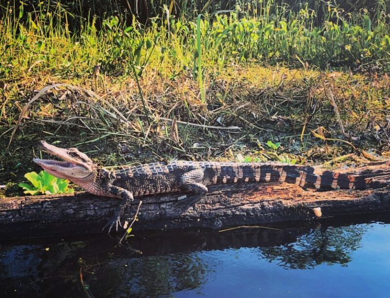 New Orleans: BYOB Tiki Boat Bayou Party and Wildlife Tour - Key Points