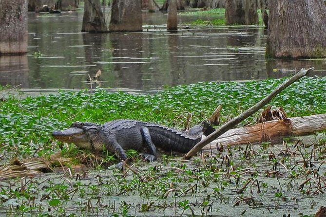 New Orleans City/Cemetery and Swamp Full-Day Tour - Final Thoughts