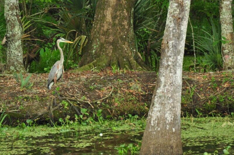 New Orleans: Destrehan Plantation & Airboat Combo Tour - Introduction: Why You’ll Love This Tour