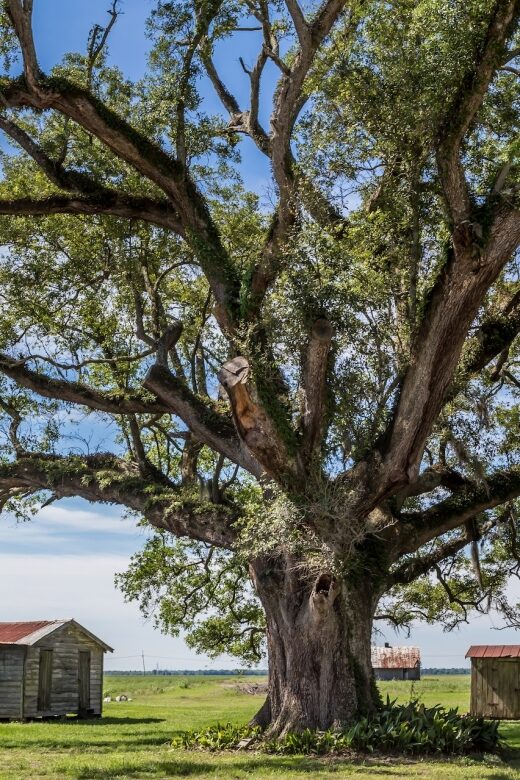 New Orleans: Felicity Plantation Guided Tour - The Final Word