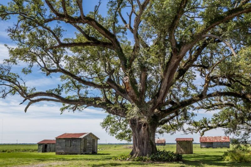New Orleans: Felicity Plantation Guided Tour - An Inviting Introduction to Louisiana’s Sugar Heritage