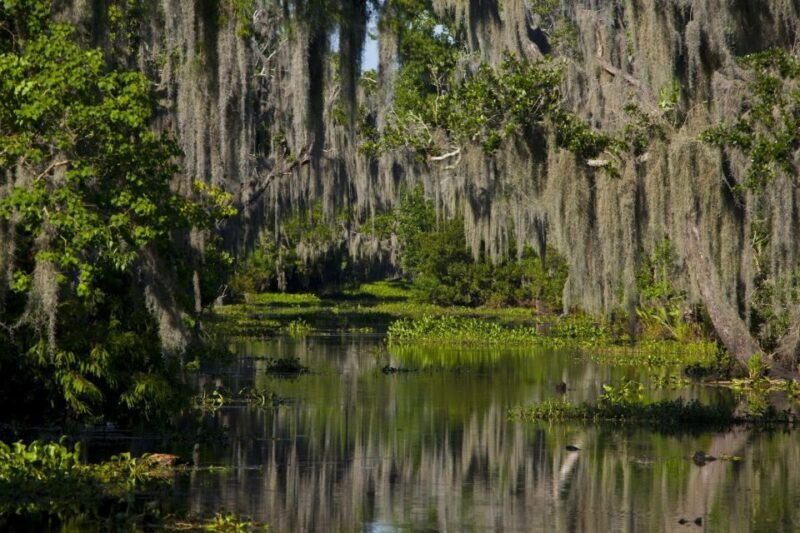 New Orleans: High Speed 16 Passenger Airboat Ride - An Adventurous Tour in the Louisiana Wetlands