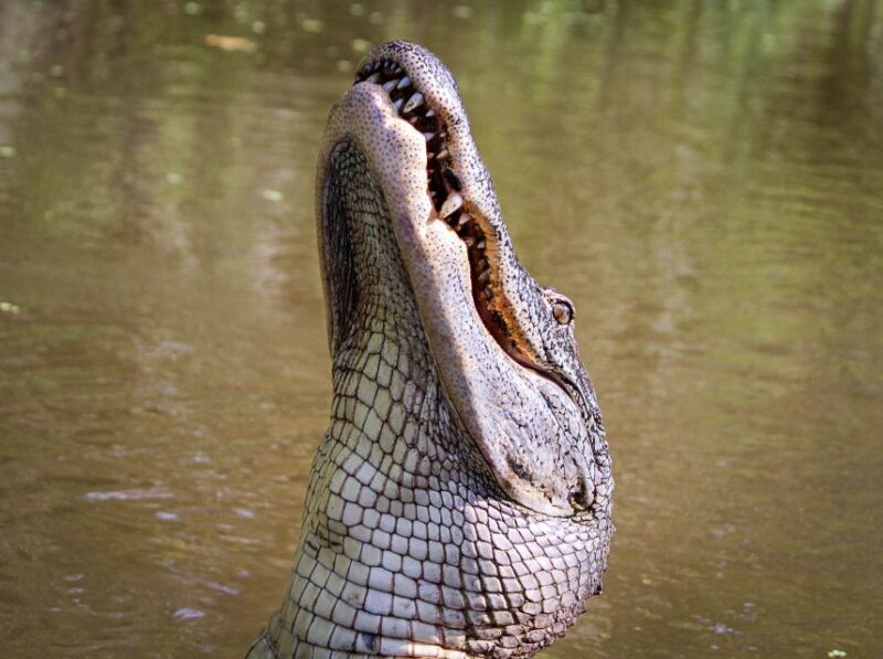 New Orleans: High Speed 16 Passenger Airboat Ride - The Sum Up