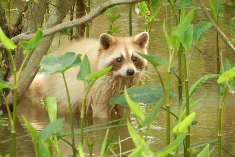New Orleans: Honey Island Swamp and Bayou Boat Tour - Key Points