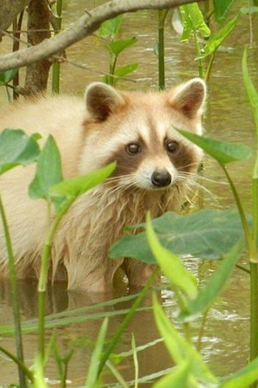 New Orleans: Honey Island Swamp and Bayou Boat Tour - An In-Depth Look at the Honey Island Swamp Boat Tour