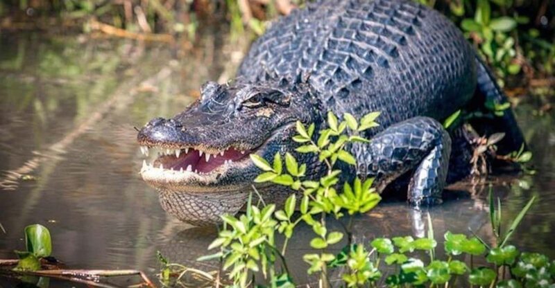 New Orleans: Honey Island Swamp and Bayou Boat Tour - Authenticity and Experience Quality