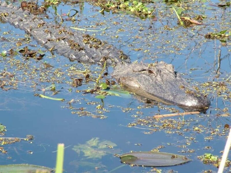 New Orleans: Honey Island Swamp Tour - What to Expect on the Honey Island Swamp Tour