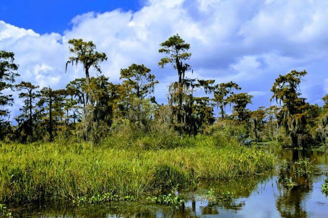 New Orleans Large Airboat Swamp Tour - Cancellation and Practicalities