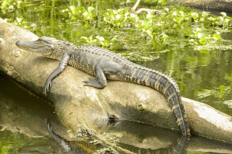 New Orleans Manchac Bayou Swamp Cruise W/ Optional Pick-Up - The Value Proposition: What You’re Really Paying For