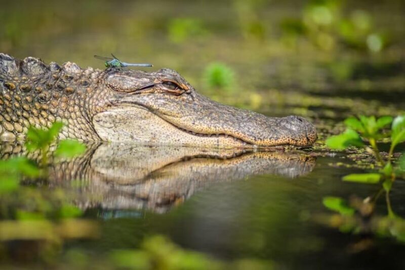 New Orleans: Manchac Magic Kayak Swamp Tour - Key Points