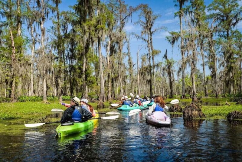 New Orleans: Manchac Magic Kayak Swamp Tour - The Bottom Line