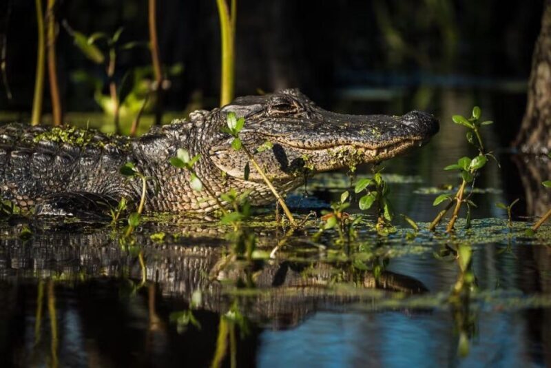 New Orleans: Manchac Magic Kayak Swamp Tour - Frequently Asked Questions