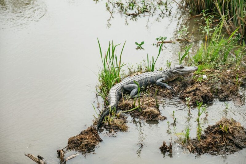 New Orleans: Oak Alley Plantation and Swamp Cruise Day Trip - A Complete Breakdown of the Tour Experience