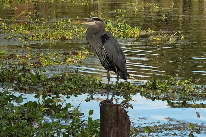 New Orleans Premium Six-Passenger Airboat Adventure - The Experience in Detail