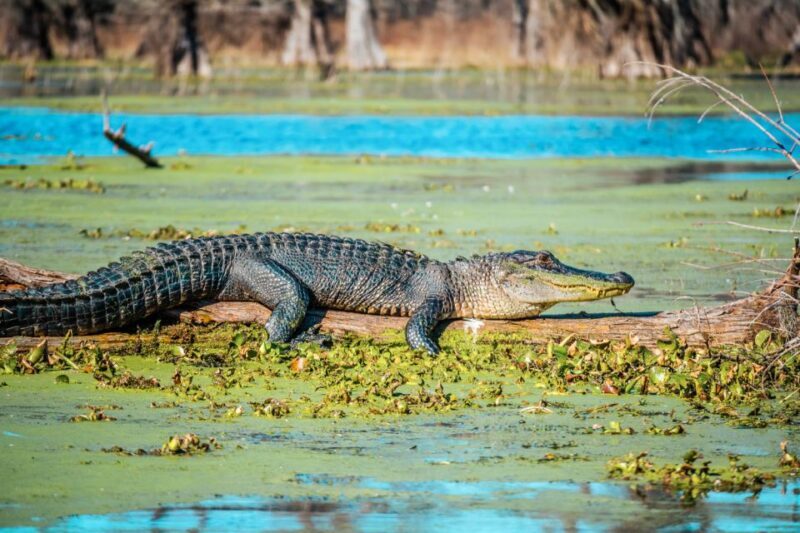 New Orleans: Single Plantation and Pontoon Swamp Day Trip - Introduction