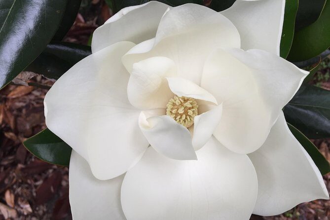 New Orleans Small-Group Garden District Walking Tour - The Value: Price, Duration, and Experience