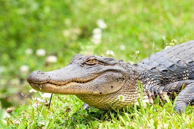 New Orleans Swamp and Bayou Sightseeing Tour with Transportation - The Itinerary in Detail