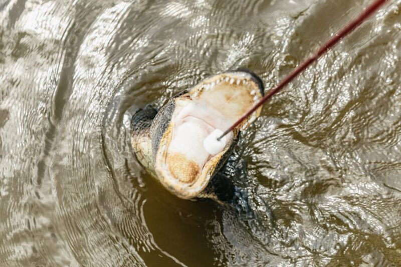 New Orleans: Swamp & Bayou Boat Tour with Transportation - What to Know Before You Go
