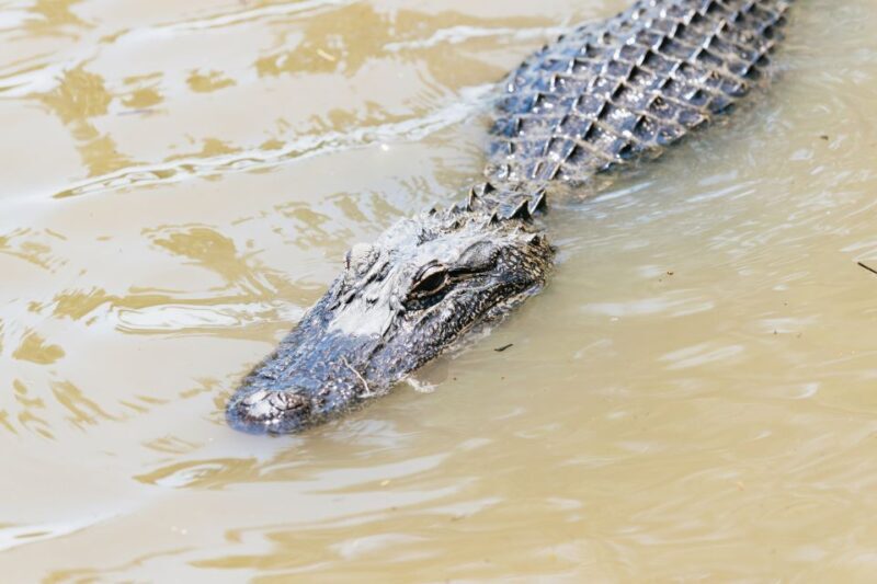 New Orleans: Swamp & Bayou Boat Tour with Transportation - The Sum Up