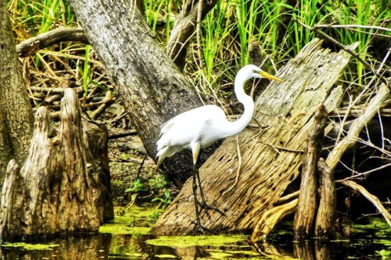 New Orleans: Swamp Boat Ride and Historic Plantation Tour - Who Is This Tour Best Suited For?