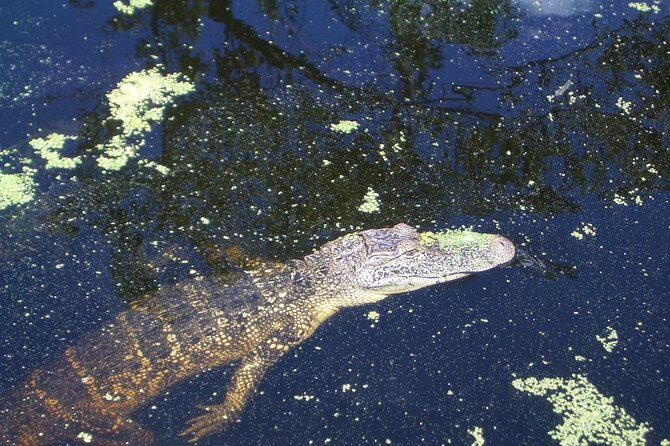 New Orleans Swamp Tour Boat Adventure with Transportation - The Value of This Tour
