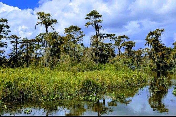 New Orleans Swamp Tour Boat Adventure with Transportation - What Could Be Improved?