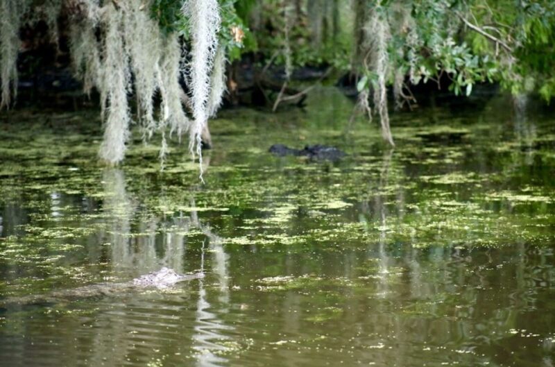 New Orleans: Swamp Tour on Covered Pontoon Boat - An Honest Look at the Swamp Tour Experience