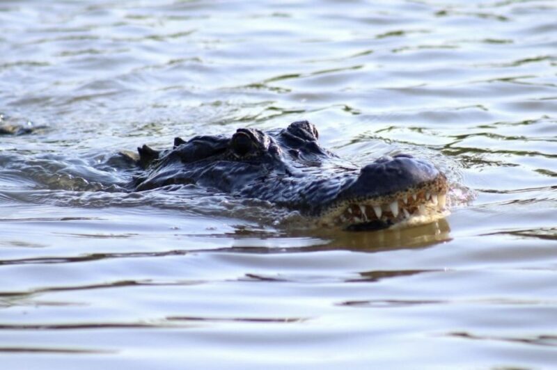 New Orleans: Swamp Tour on Covered Pontoon Boat - Who Should Consider This Tour?