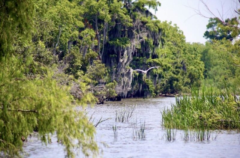 New Orleans: Swamp Tour on Covered Pontoon Boat - A Balanced View: Pros and Cons