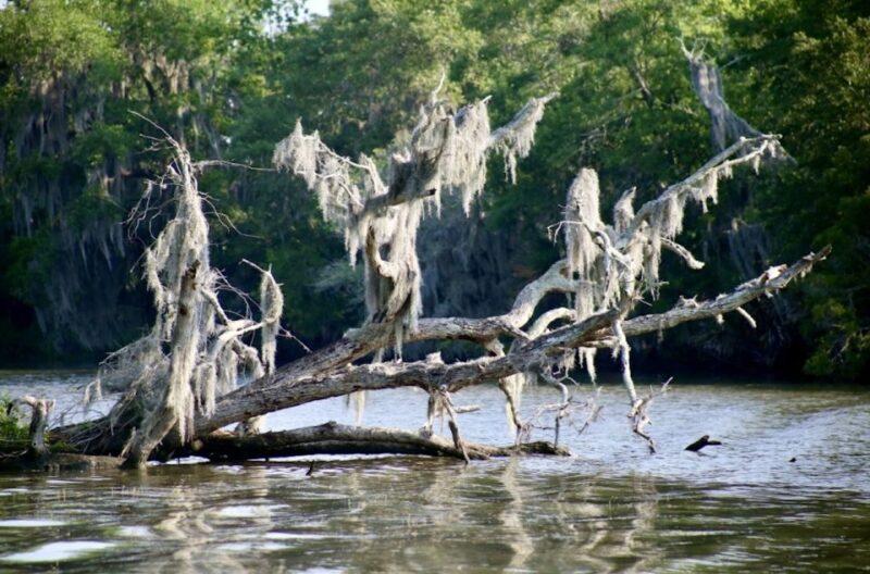 New Orleans: Swamp Tour on Covered Pontoon Boat - FAQs