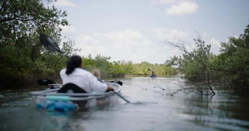 New Smyrna Beach: Guided Clear Kayak Tour with Wildlife - Key Points