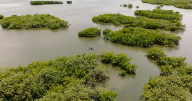New Smyrna Beach: Guided Clear Kayak Tour with Wildlife - A Closer Look at What to Expect