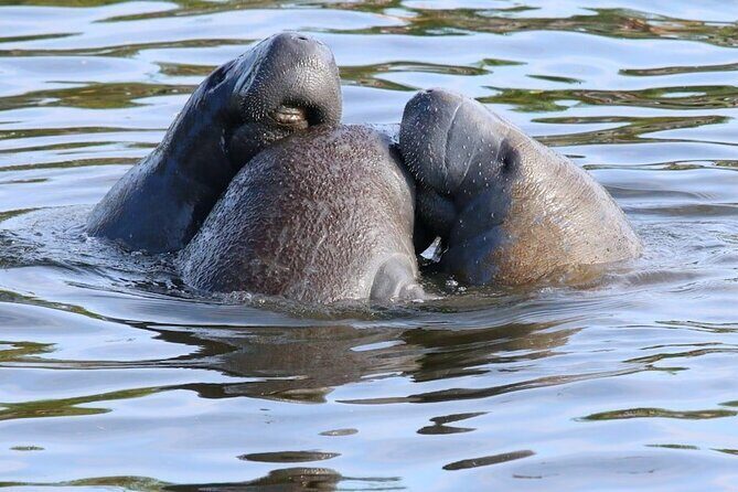 New Smyrna Mangrove Paddle & Mimosa Tour - FAQ
