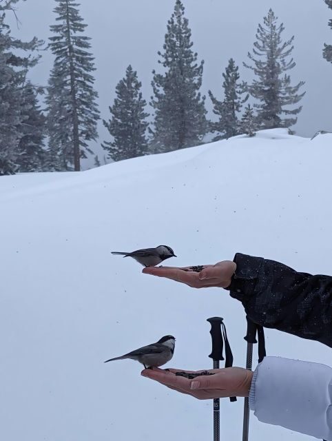 New Washoe City: Chickadee Ridge Beginner Snowshoeing Hike - Who This Tour Is Perfect For