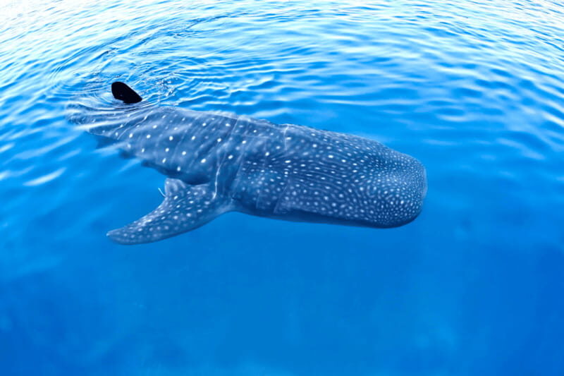 New Whale Shark Encounter Experience in Cancun !! - The Experience in Depth