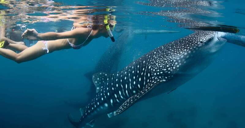 New Whale Shark Encounter Experience in Cancun !! - Who Would Love This Tour