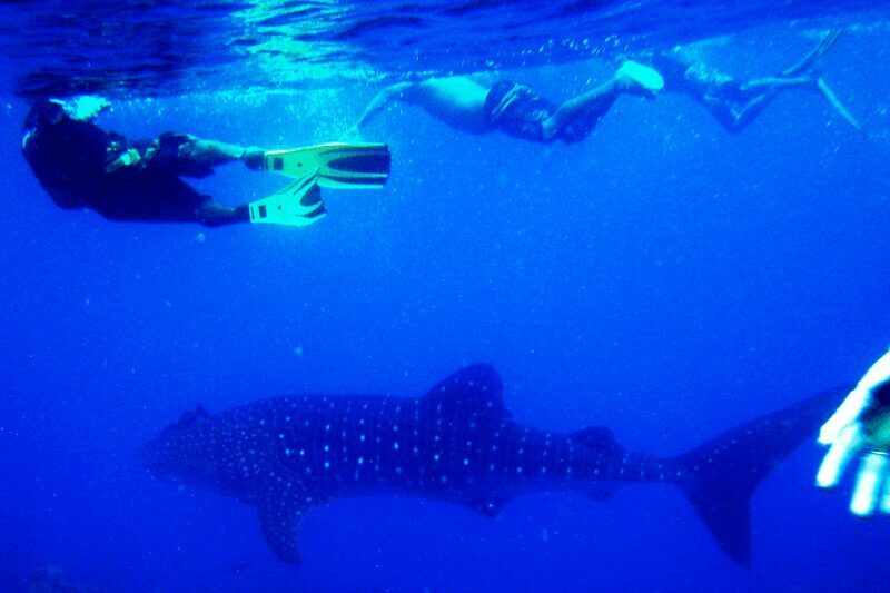 New Whale Shark Encounter Experience in Cancun !! - FAQ