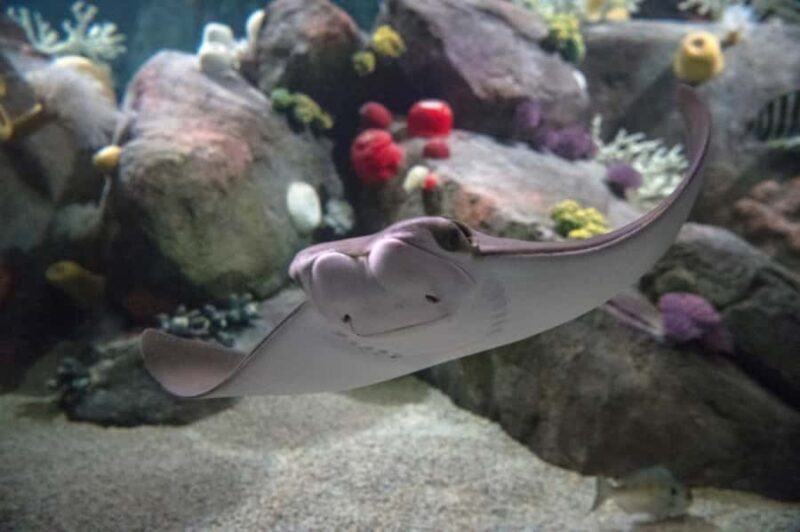 New York Aquarium Entry Ticket - A Close Look at the Experience