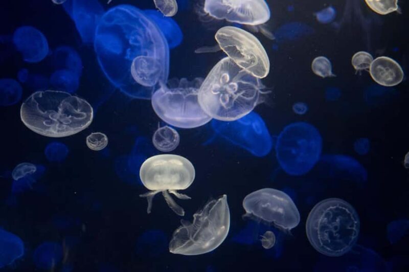 New York Aquarium Entry Ticket - Who Will Enjoy the New York Aquarium?