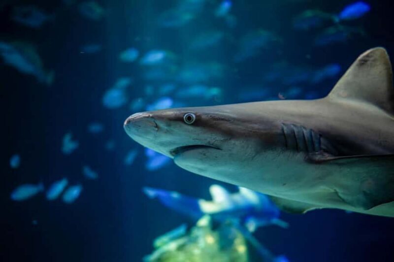 New York Aquarium Entry Ticket - The Sum Up